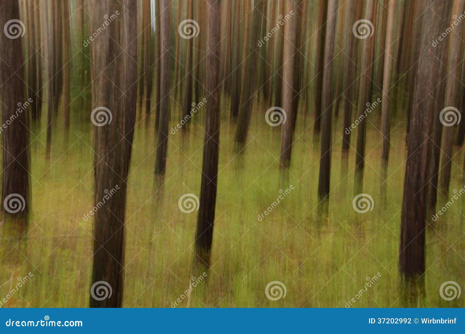 Forest abstract stock photo. Image of nature, color, painting - 37202992
