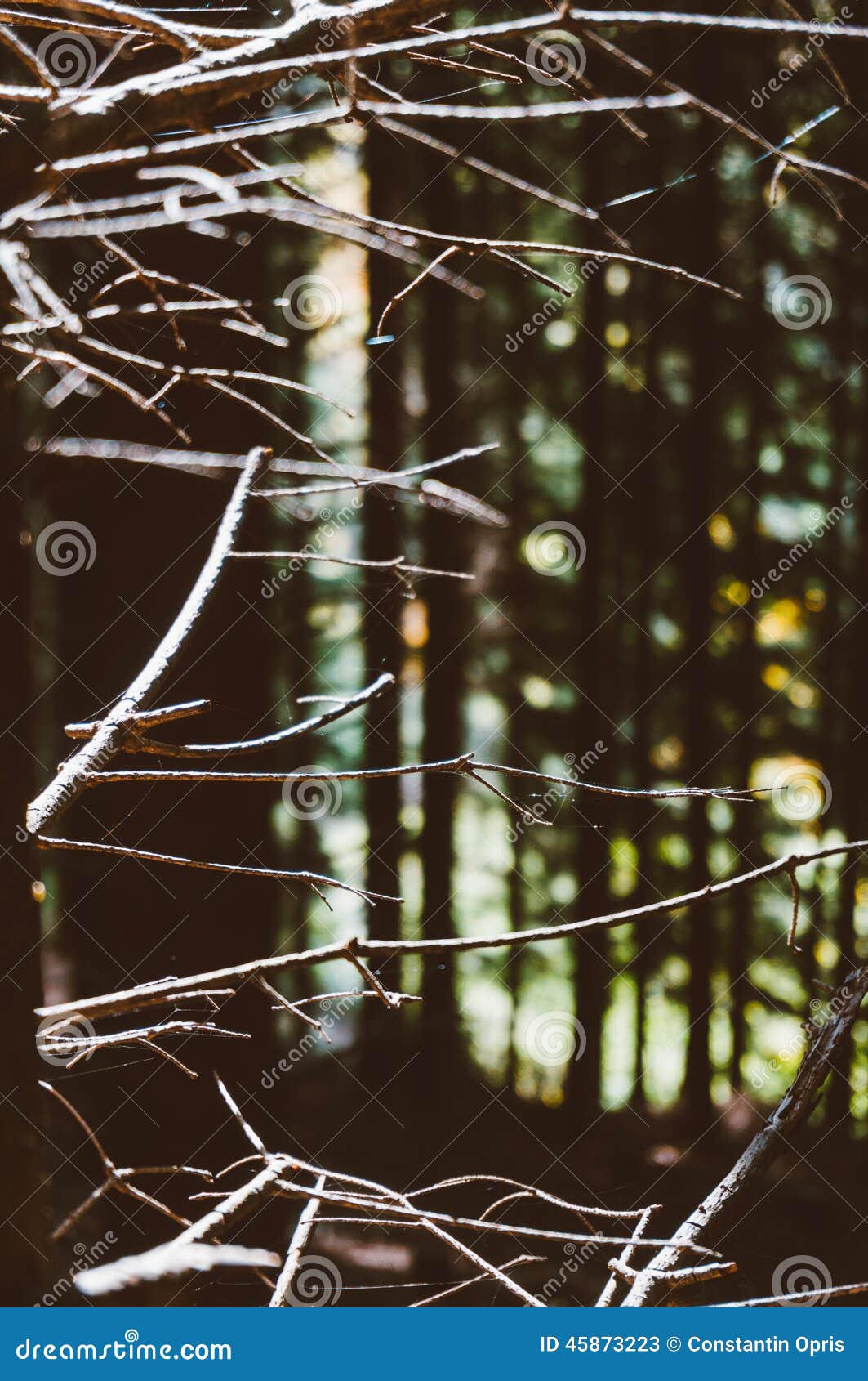 Forest abstract stock image. Image of blurred, trunks - 45873223