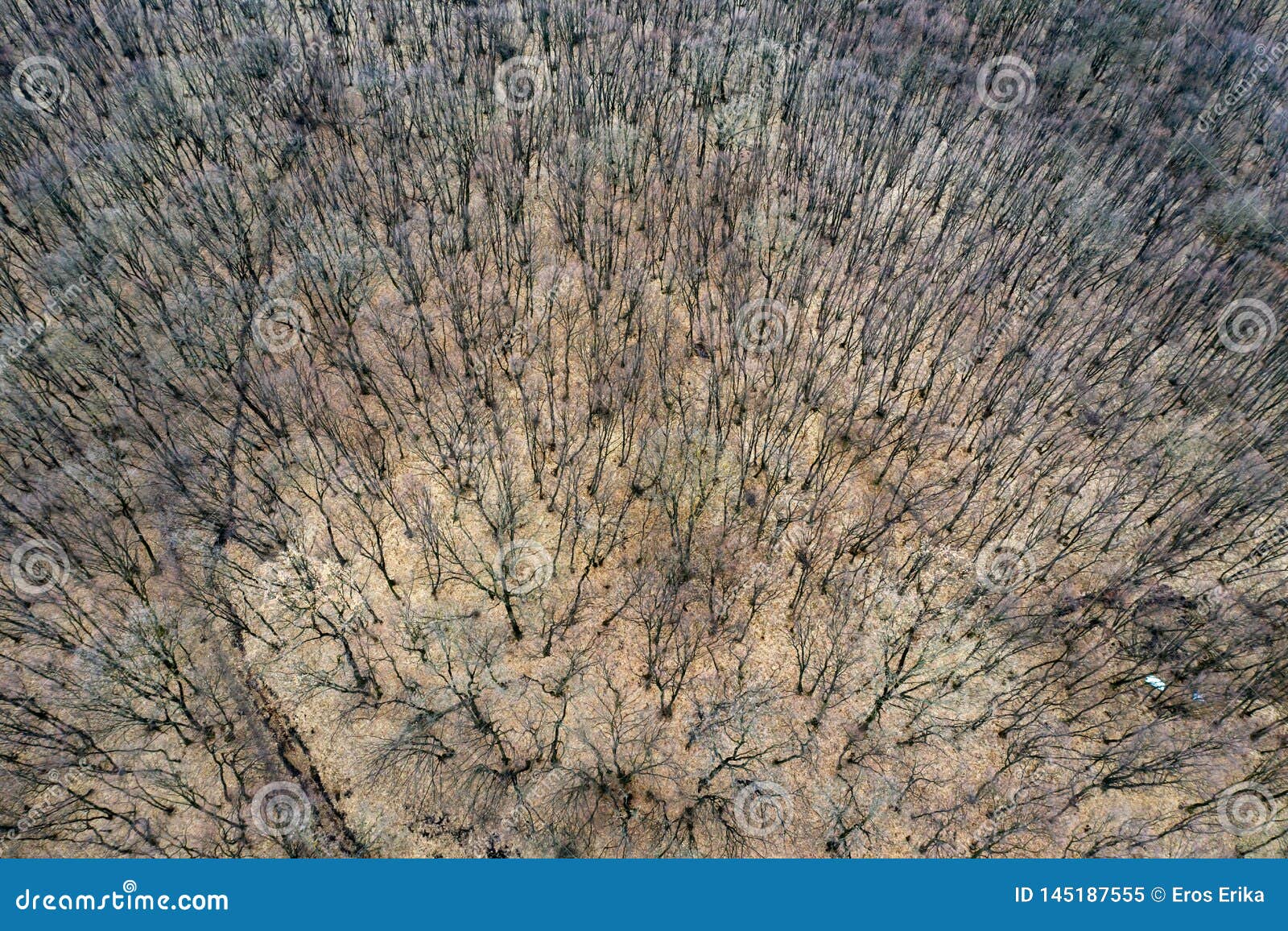 Forest abstract texture stock image. Image of countryside - 145187555