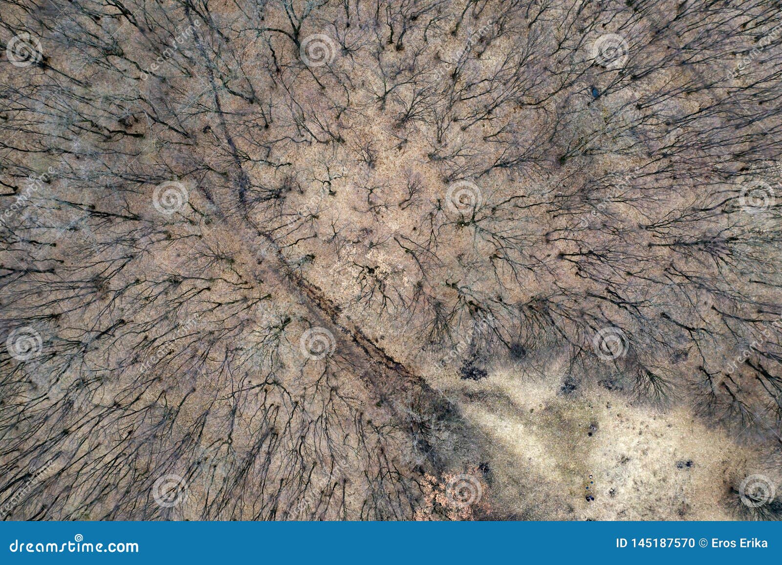 Forest abstract texture stock photo. Image of europe - 145187570
