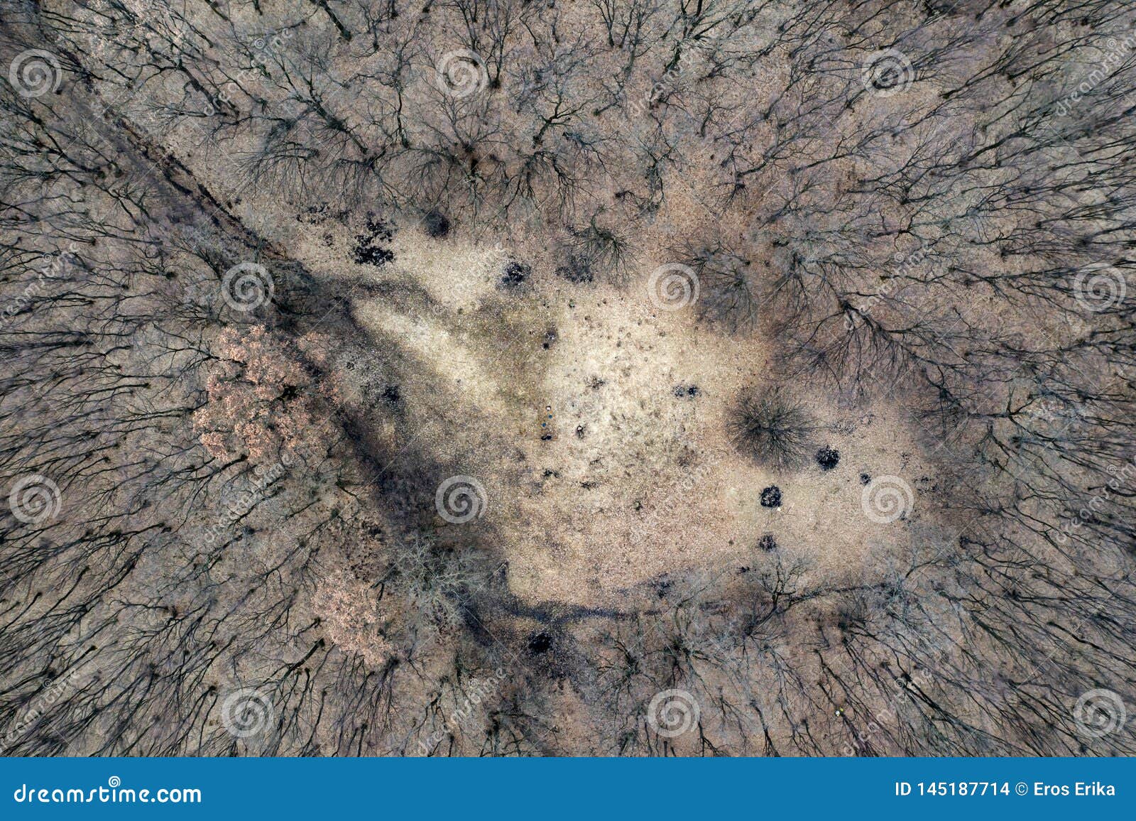 Forest abstract texture stock photo. Image of forest - 145187714