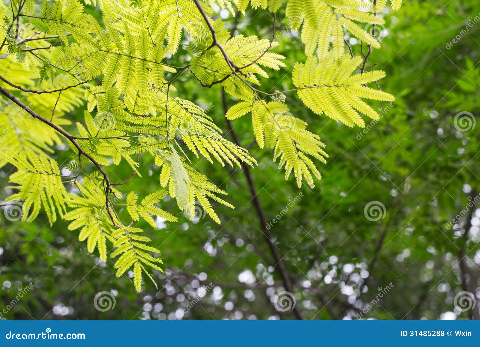 Forest of acacia trees stock photo. Image of closeup - 31485288