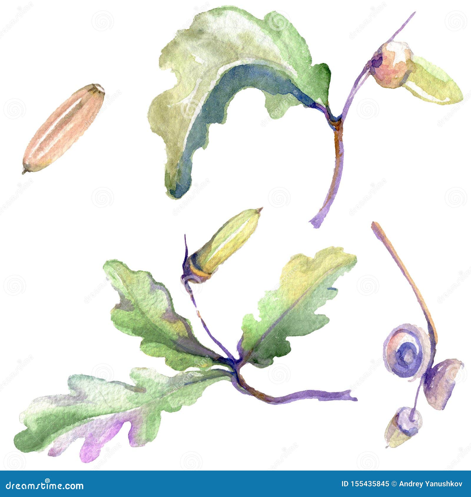 Forest Acorn Green Leaf and Nut. Watercolor Background Illustration Set ... Forest Acorn Green Leaf and Nut. Watercolor Background Illustration Set ...