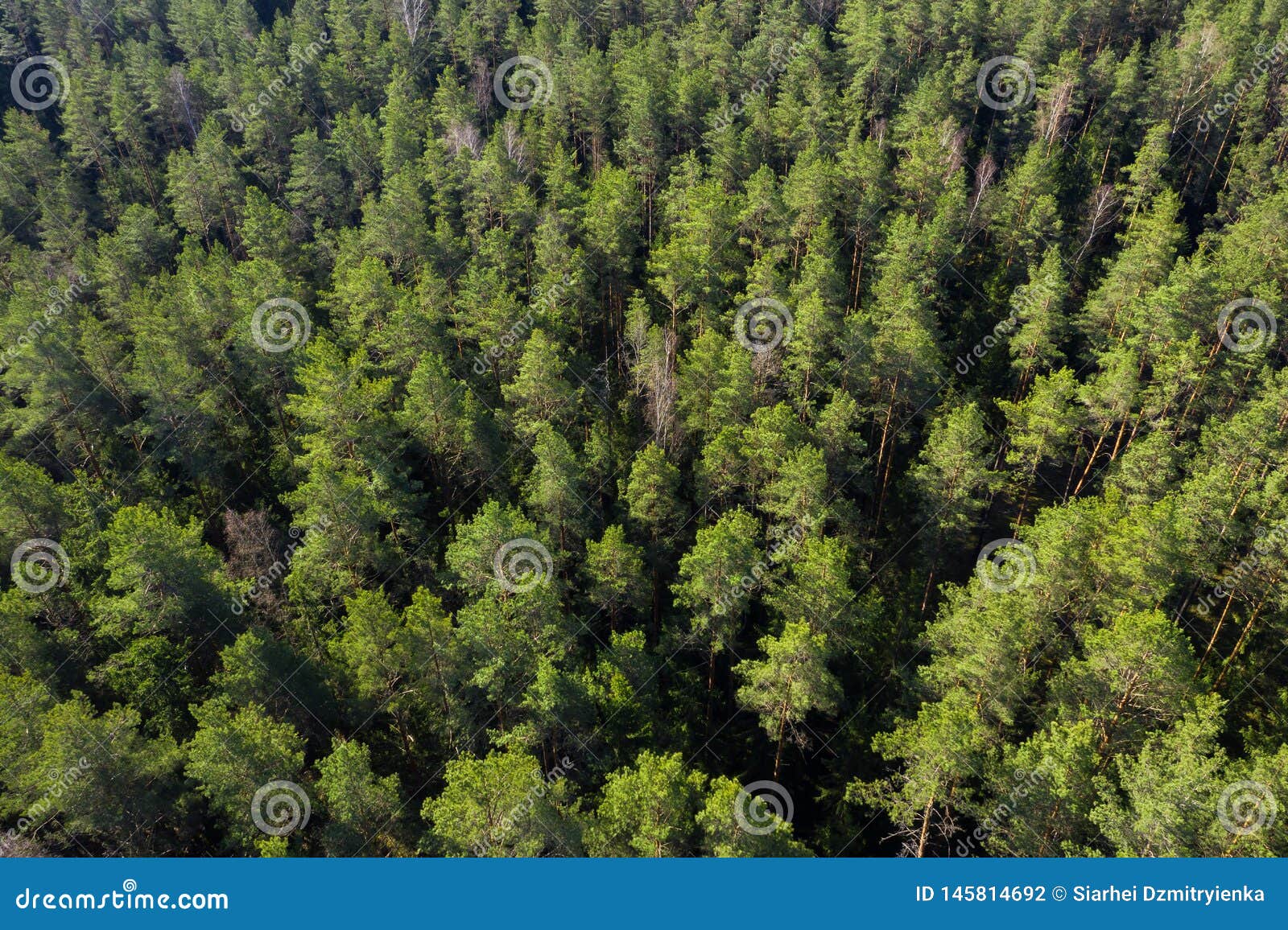 Forest Aerial View. Pine Trees in Forest Shot from Drone Stock Photo ...