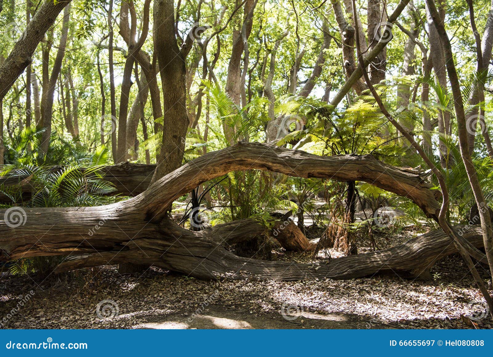 Forest stock image. Image of lying, plants, ancient, forest - 66655697