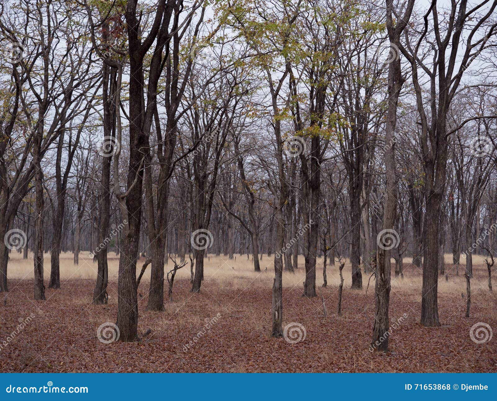 Forest stock photo. Image of malawi, environment, forest - 71653868