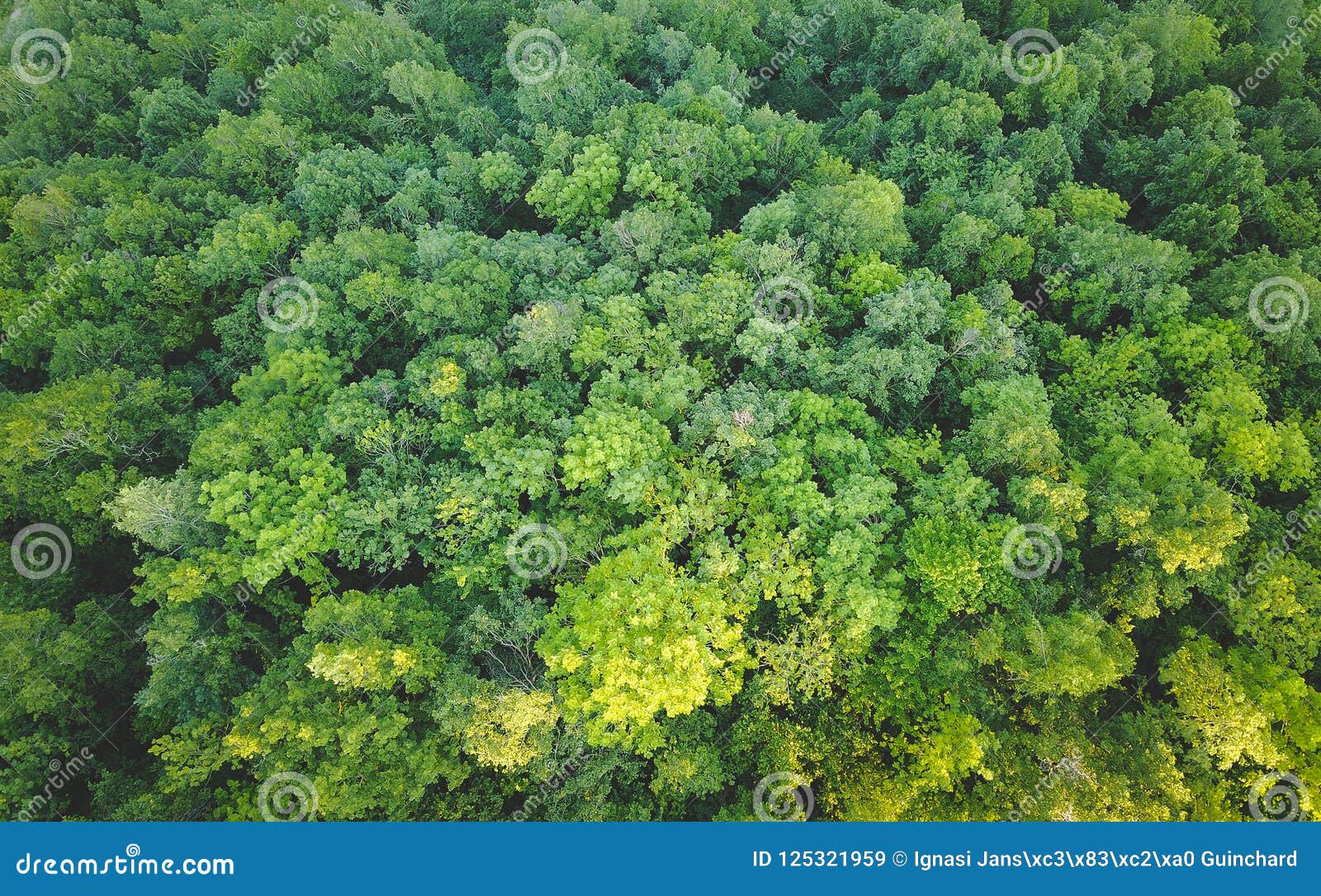 Forest from the air stock image. Image of mountain, forest - 125321959