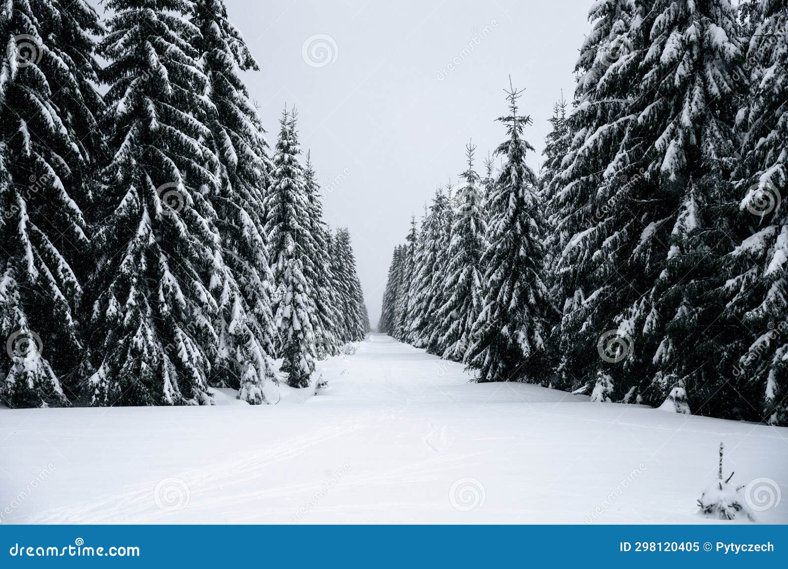 Forest Aisle Covered by Snow in Winter Mountains Stock Image - Image of ...