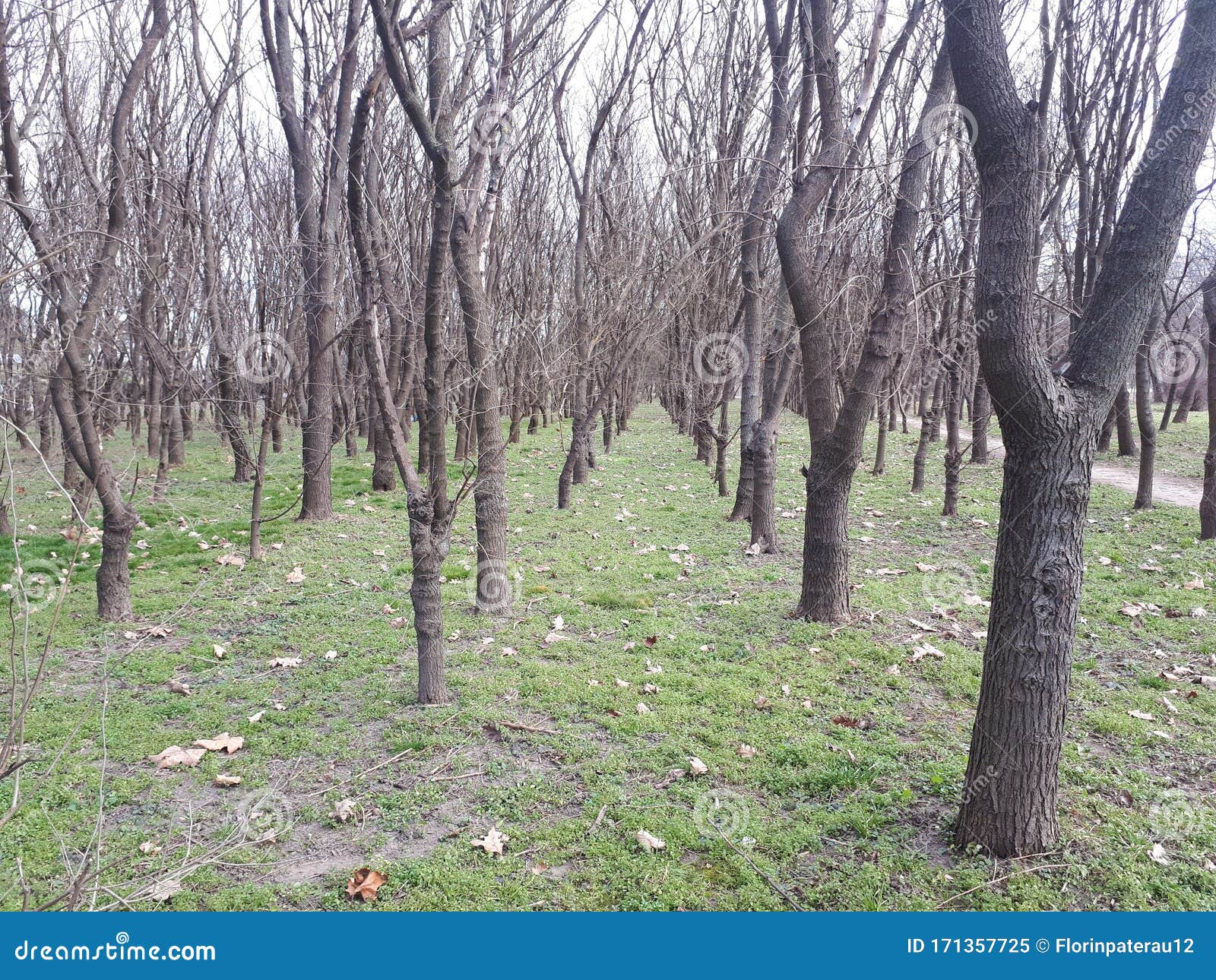 Forest with Aligned Trees and Paths Stock Image - Image of outdoor ...