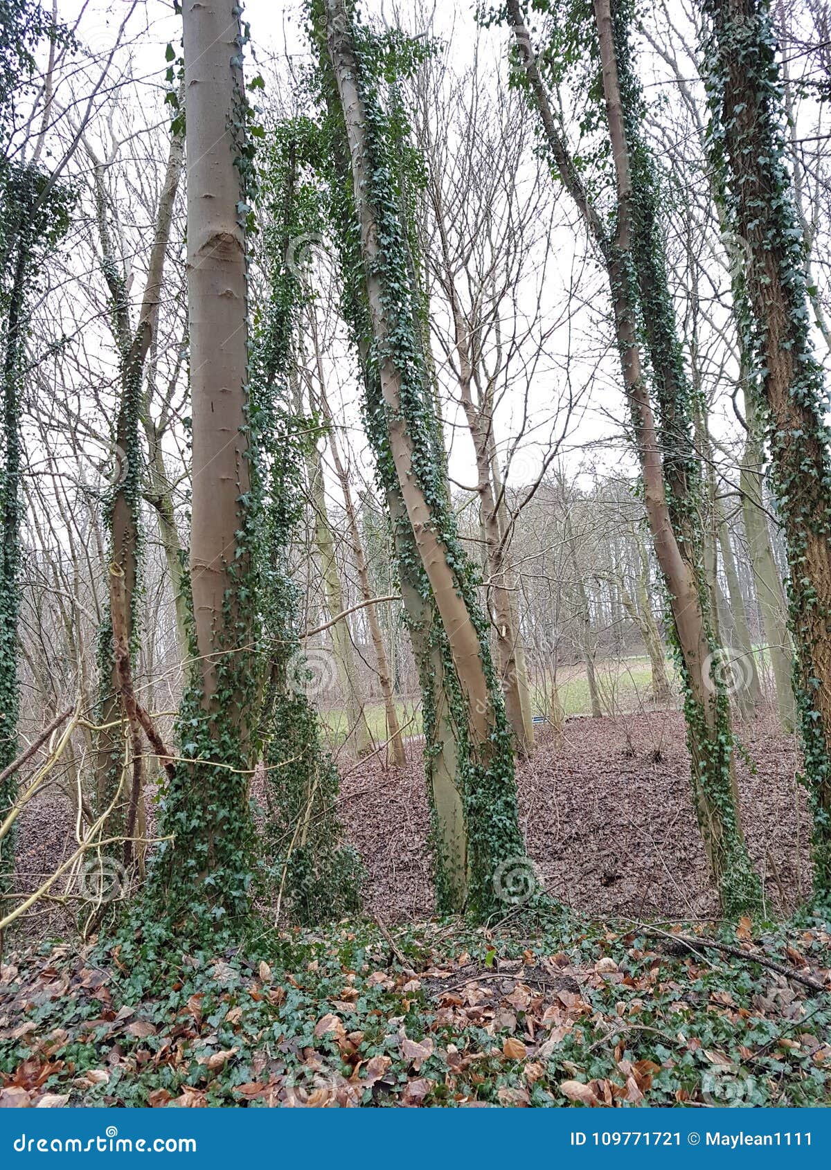 Forest Alignment stock image. Image of wood, alignment - 109771721