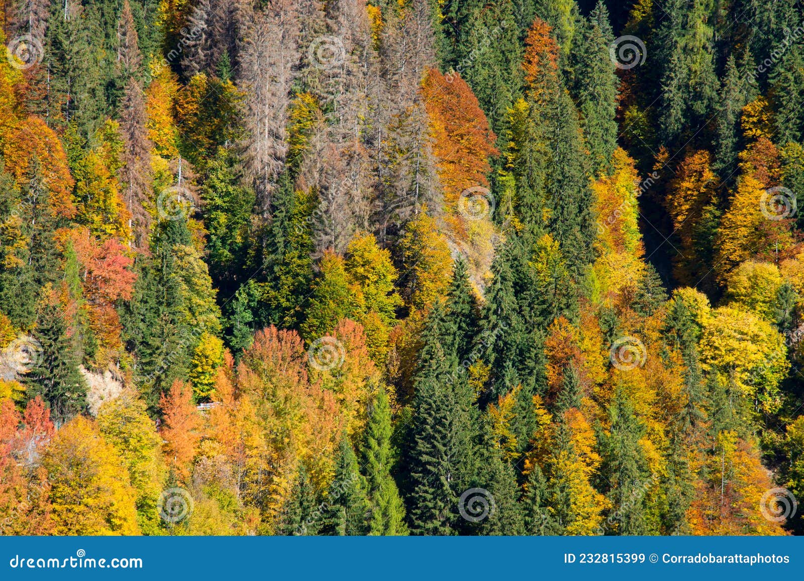 The Forest with All the Different Colored Trees Stock Image - Image of ...