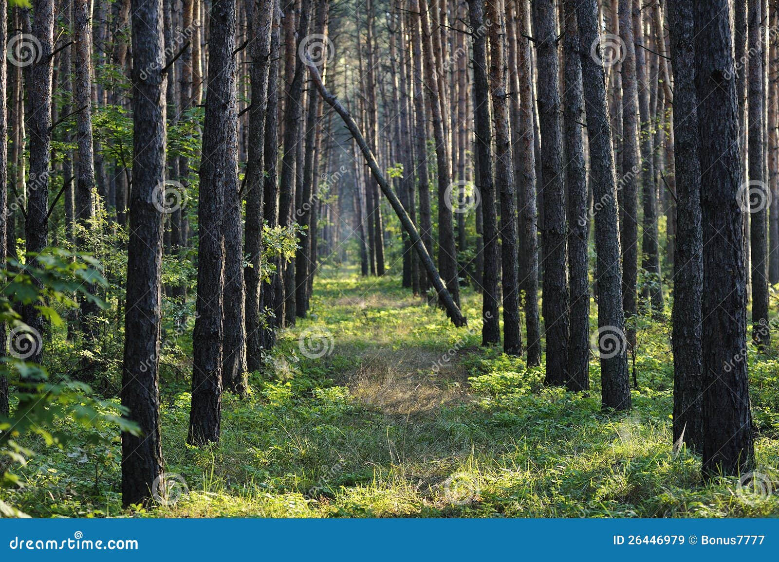 Forest alley stock image. Image of sunlight, rainforest - 26446979