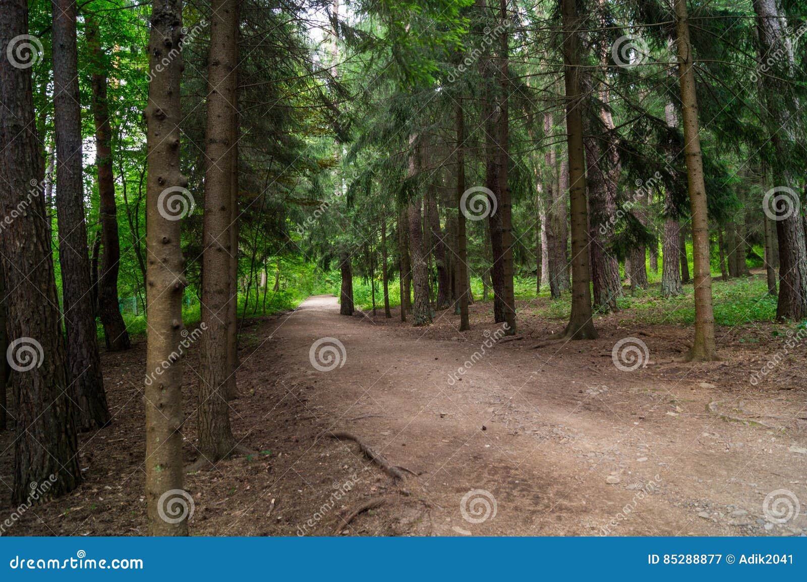 Forest alley stock image. Image of outdoors, rural, fresh - 85288877
