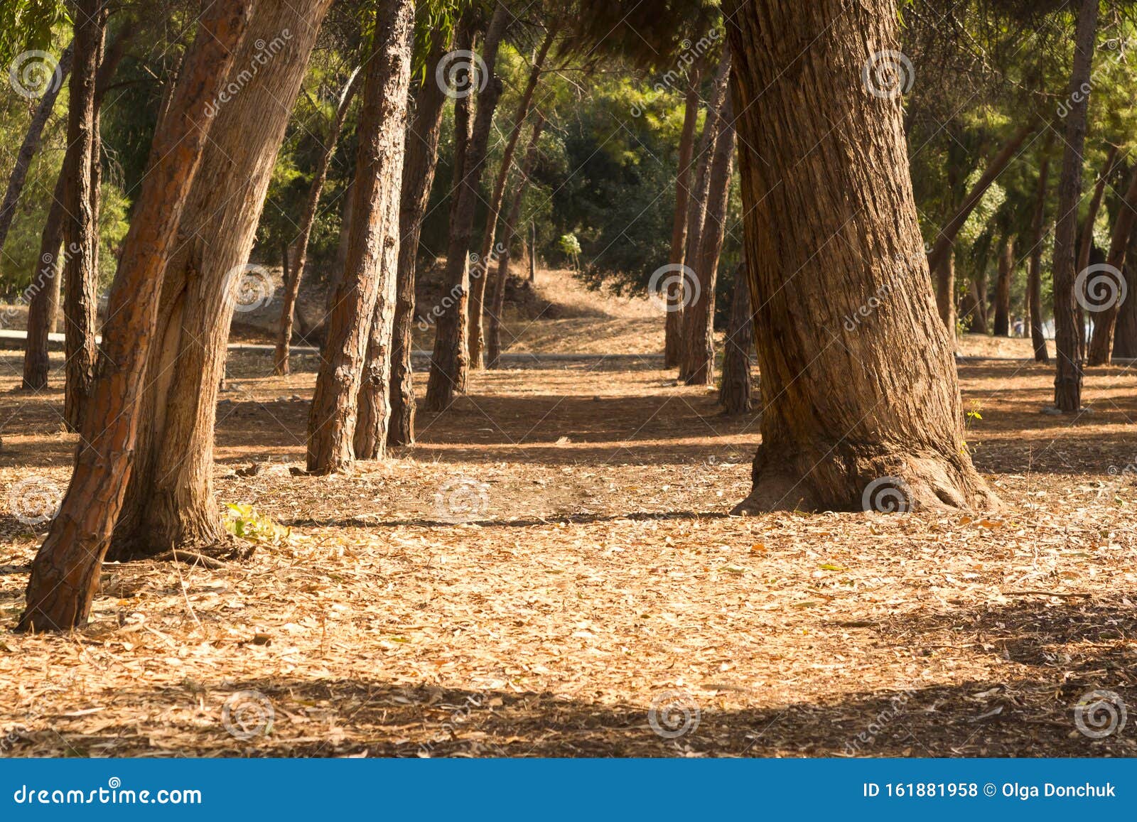 Forest alley in sunlight stock photo. Image of nature - 161881958