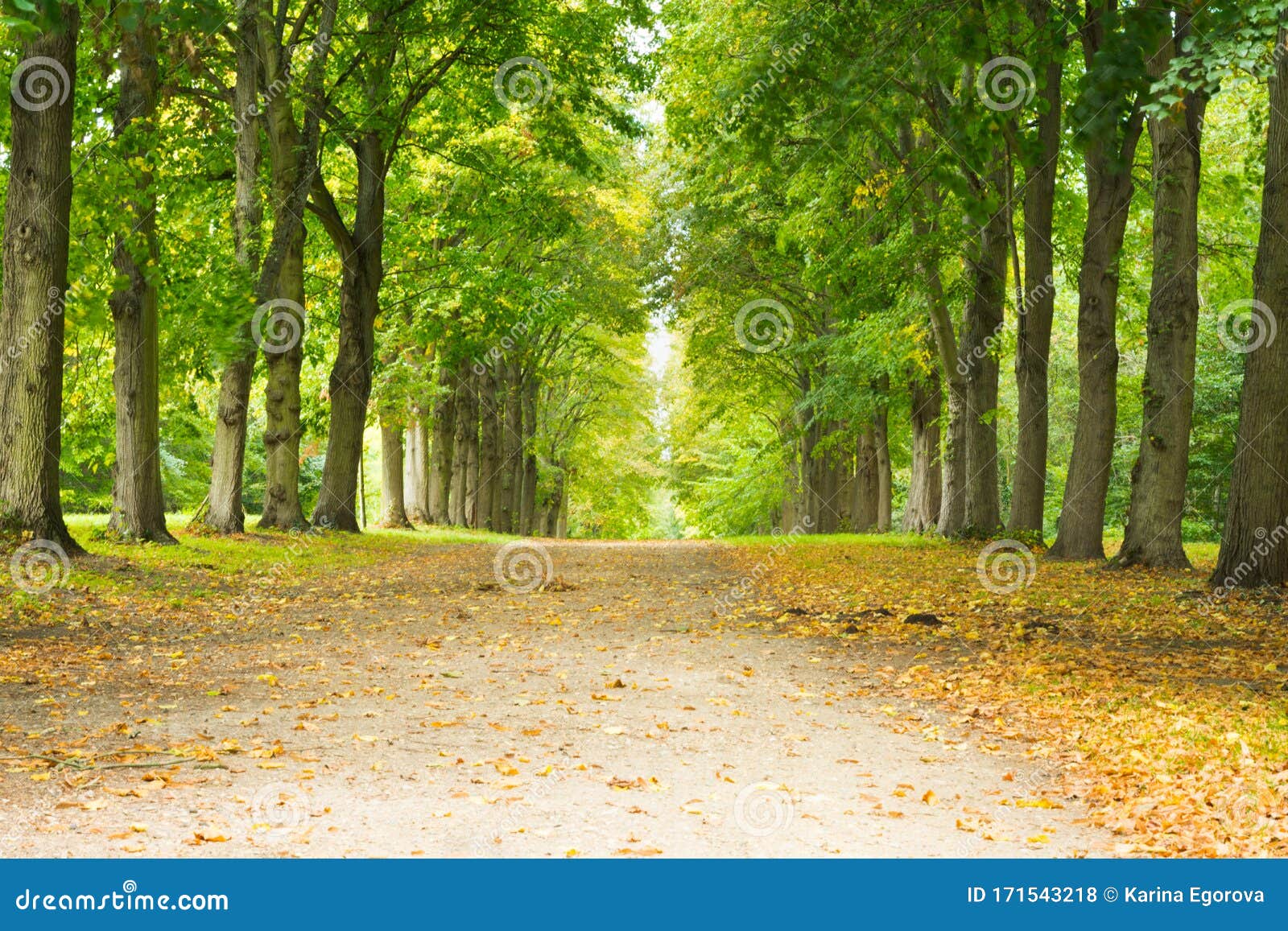 Forest Alley with Tree in Versailles Garden Stock Photo - Image of line ...