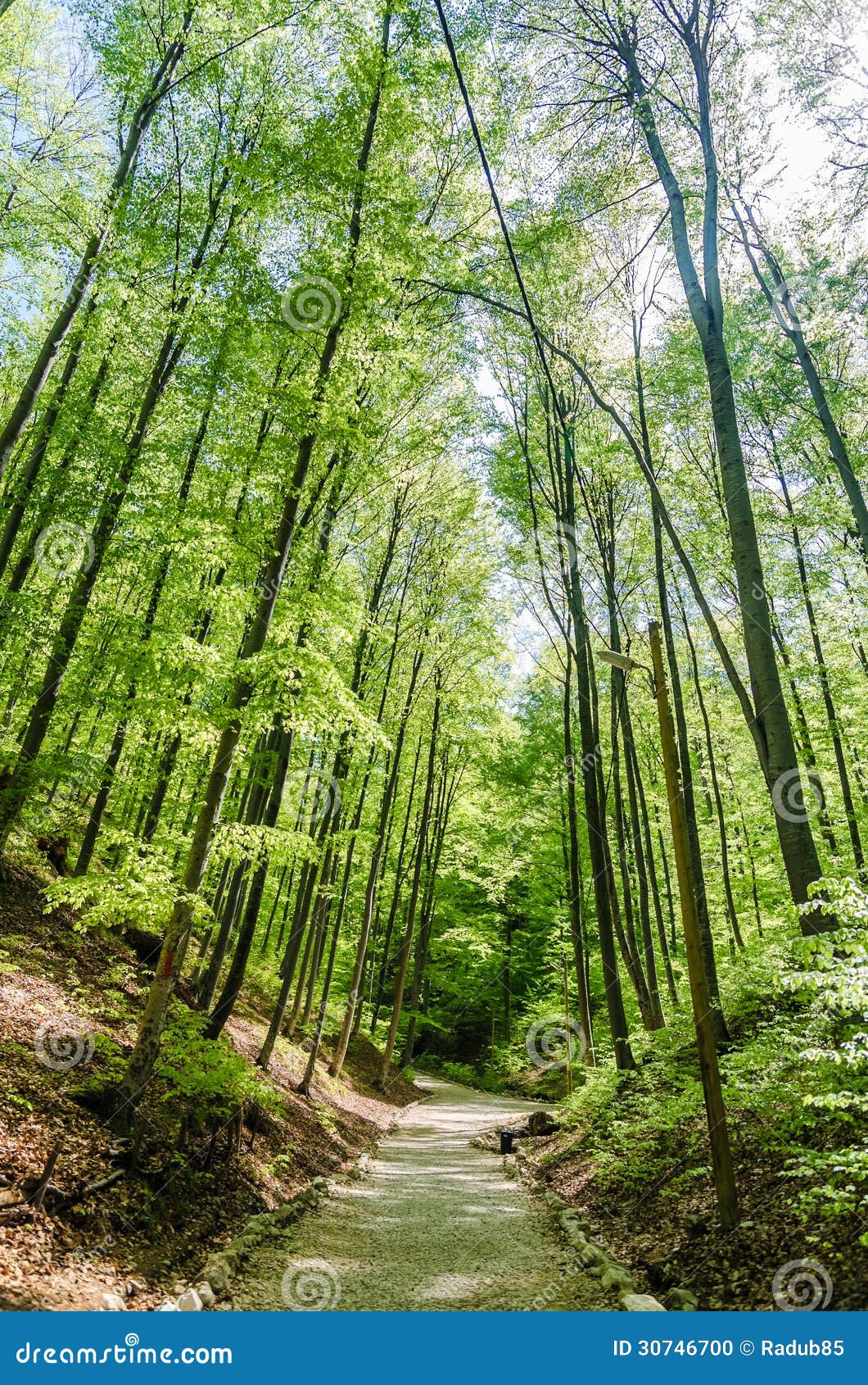 Forest Alley stock photo. Image of peaceful, countryside - 30746700