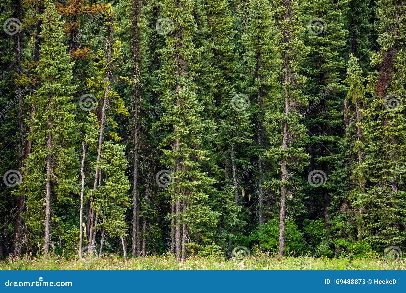 Forest Along the Alaska Highway Stock Image - Image of scenery, forest ...