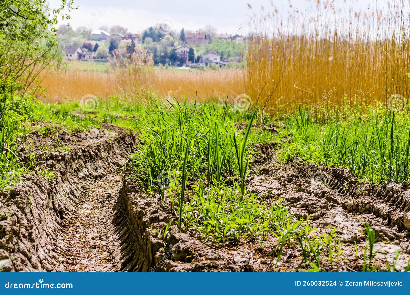 The Forest Along the Danube River in the Spring Part of the Year Stock ...