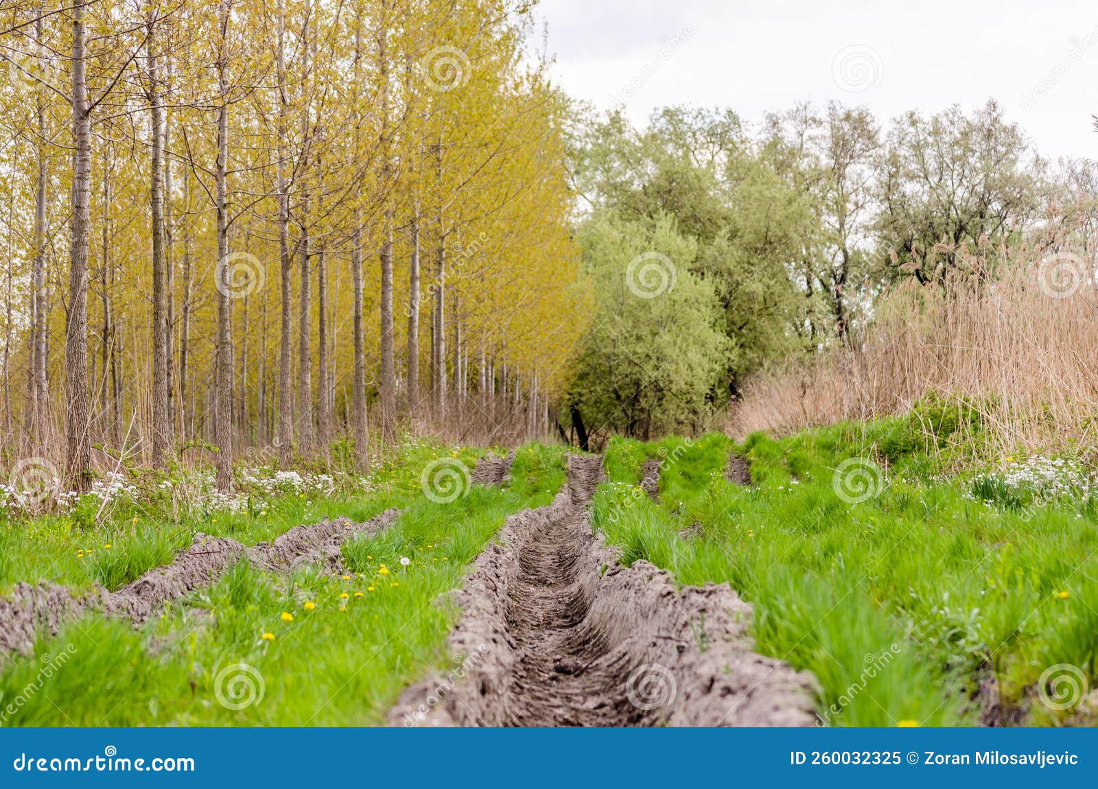 The Forest Along the Danube River in the Spring Part of the Year Stock ...