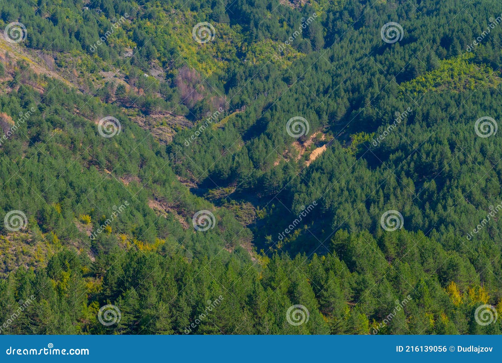 Forest Alongside Koman Lake in Albania Stock Photo - Image of plant ...