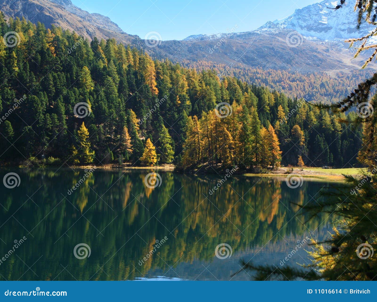 Forest in Alps stock photo. Image of fall, autumn, alpine - 11016614