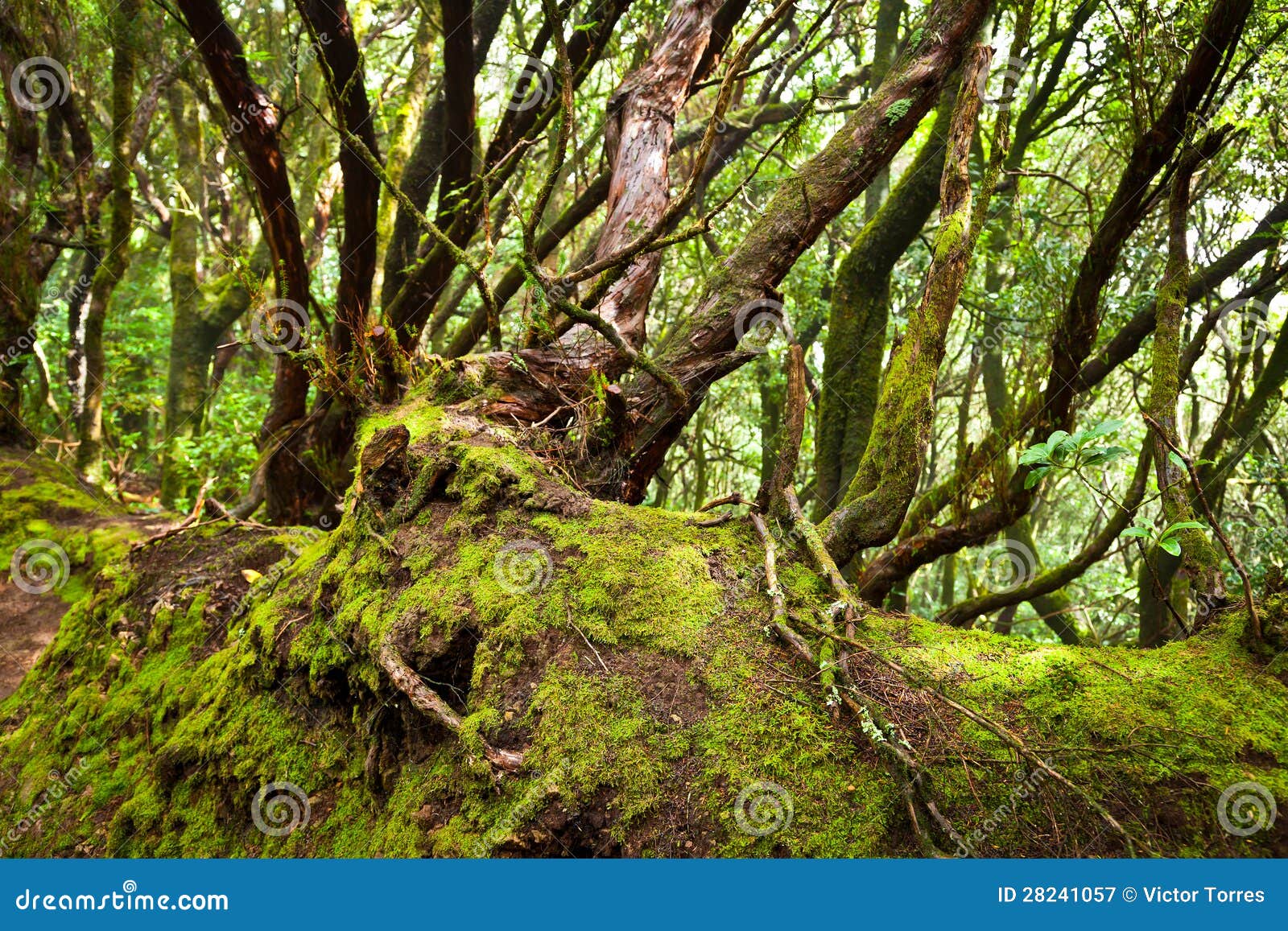 Forest in Anaga National Park, Tenerife Stock Image - Image of ...