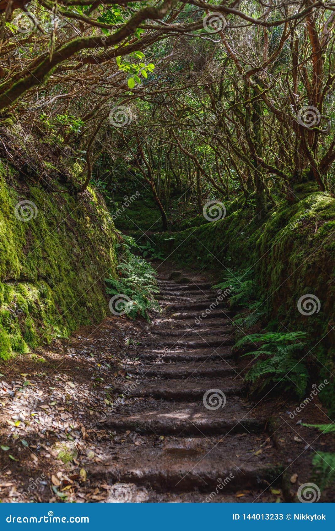 Forest in Anaga Rural Park, Tenerife Stock Image - Image of rainforest ...