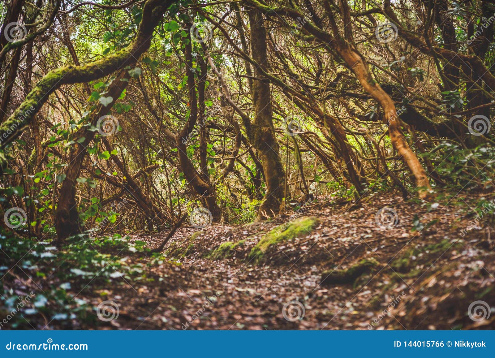 Forest in Anaga Rural Park, Tenerife Stock Photo - Image of nature ...