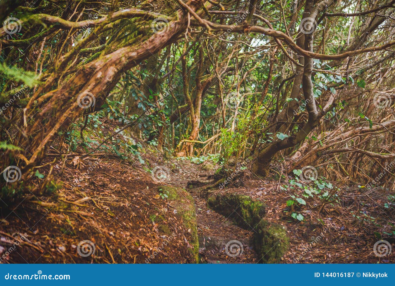 Forest in Anaga Rural Park, Tenerife Stock Image - Image of excursion ...