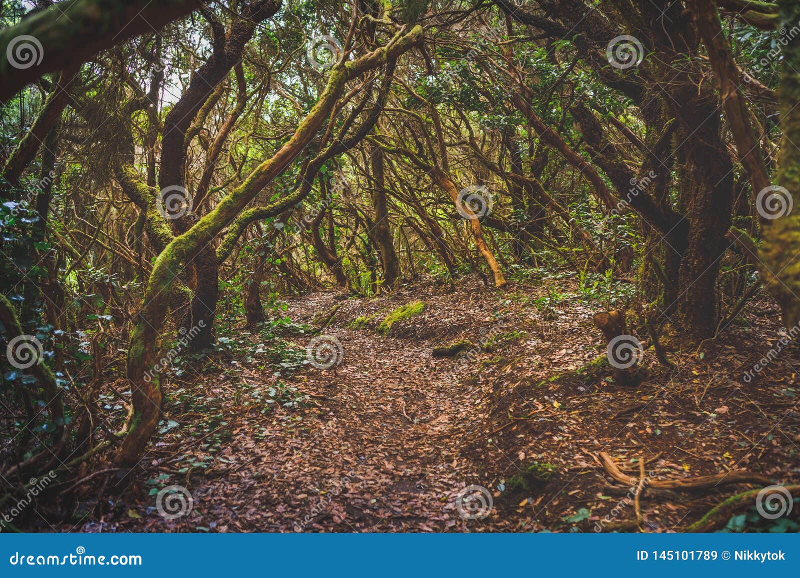 Forest in Anaga Rural Park, Tenerife Stock Image - Image of park, anaga ...