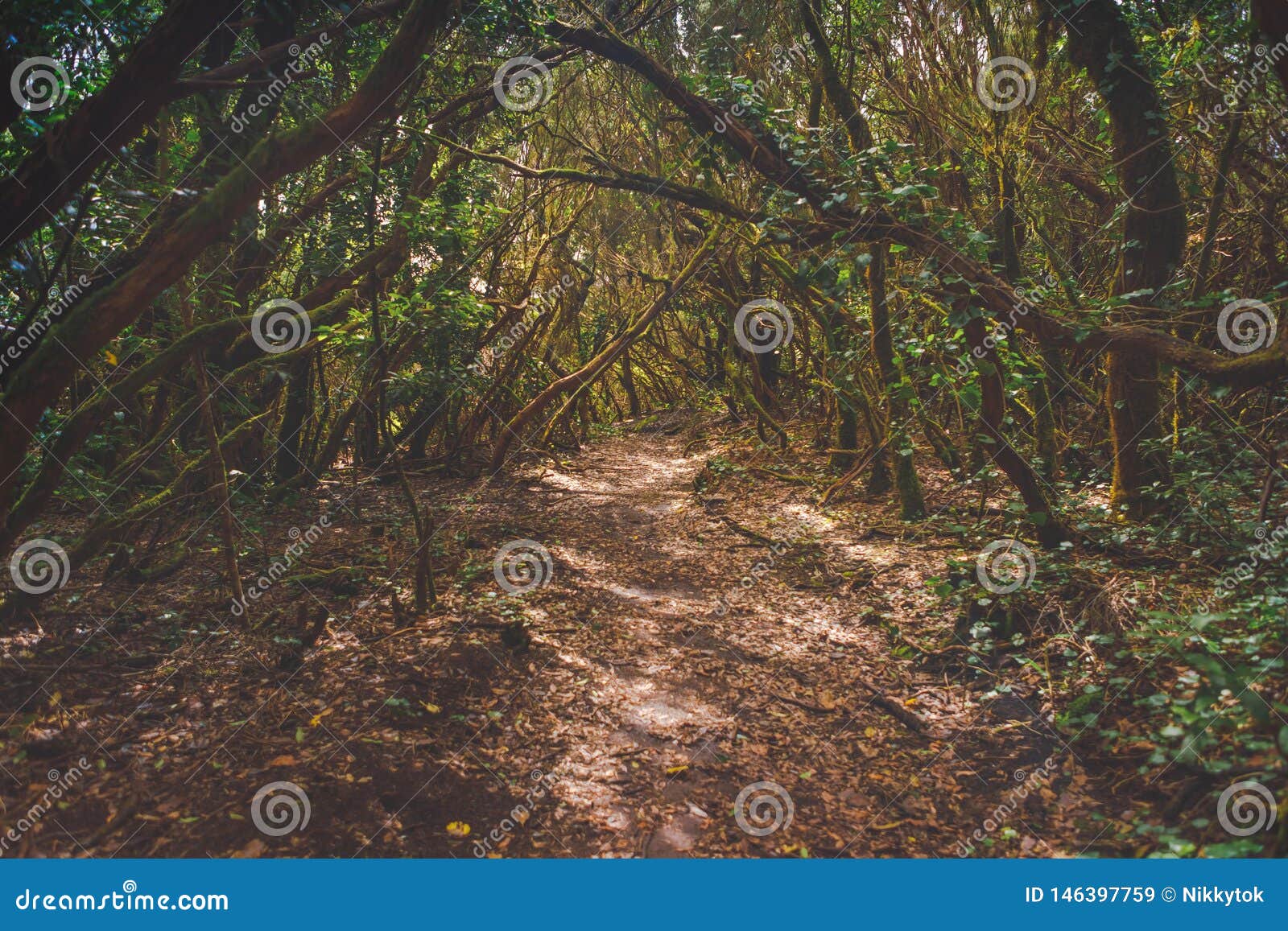 Forest in Anaga Rural Park, Tenerife Stock Image - Image of subtropic ...