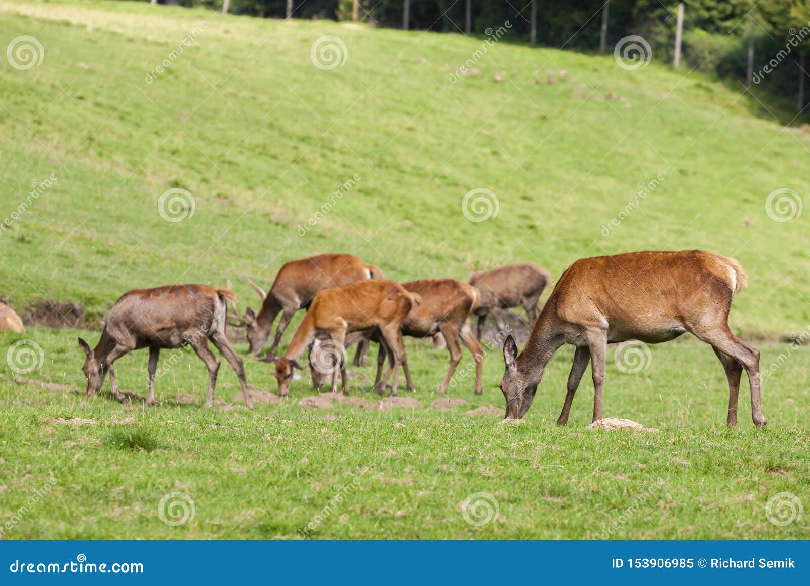 Forest Animal in Styria, Austria Stock Image - Image of austria ...