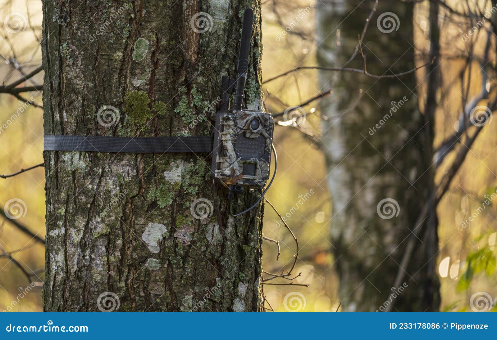 Forest Animal Tracking Motion Camera Attached To the Tree in Nature ...