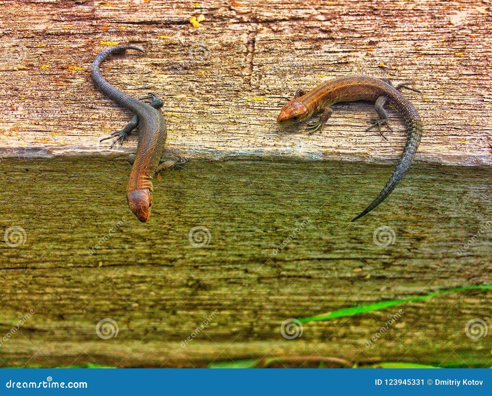 Grey lizards stock image. Image of animals, lizards - 123945331