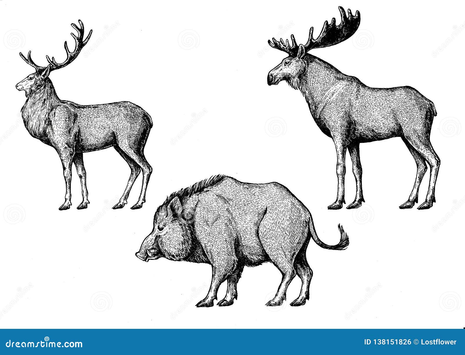 Forest Animals. Moose, Elk, Boar, Hog, Pig, Aper. Stock Illustration ...