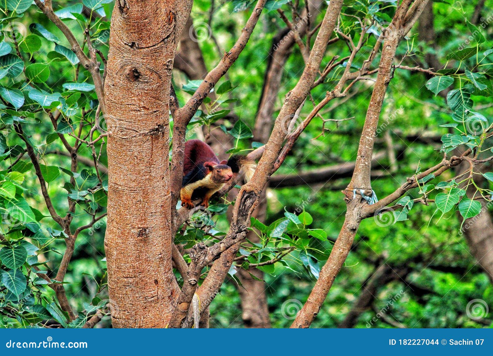 Forest animals trees stock photo. Image of soil, trees - 182227044
