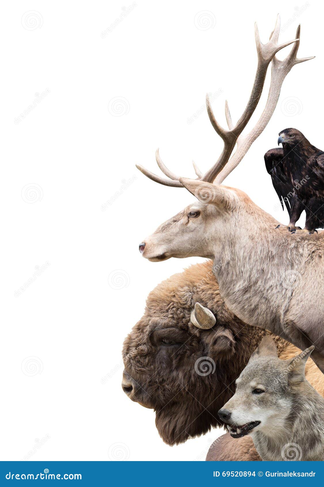 Forest animals stock photo. Image of wolves, eagle, forest - 69520894