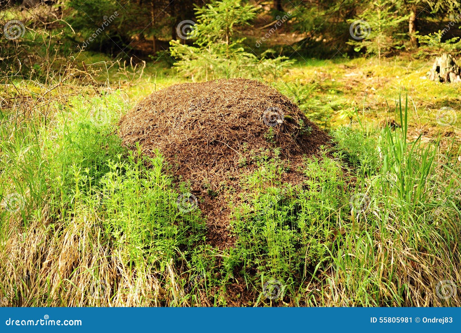 Forest anthill stock image. Image of sunlight, heap, group - 55805981
