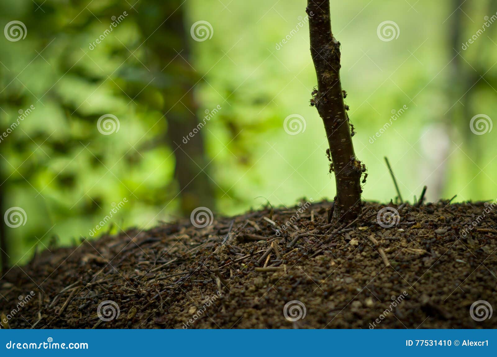 Forest ants. stock photo. Image of leaves, community - 77531410