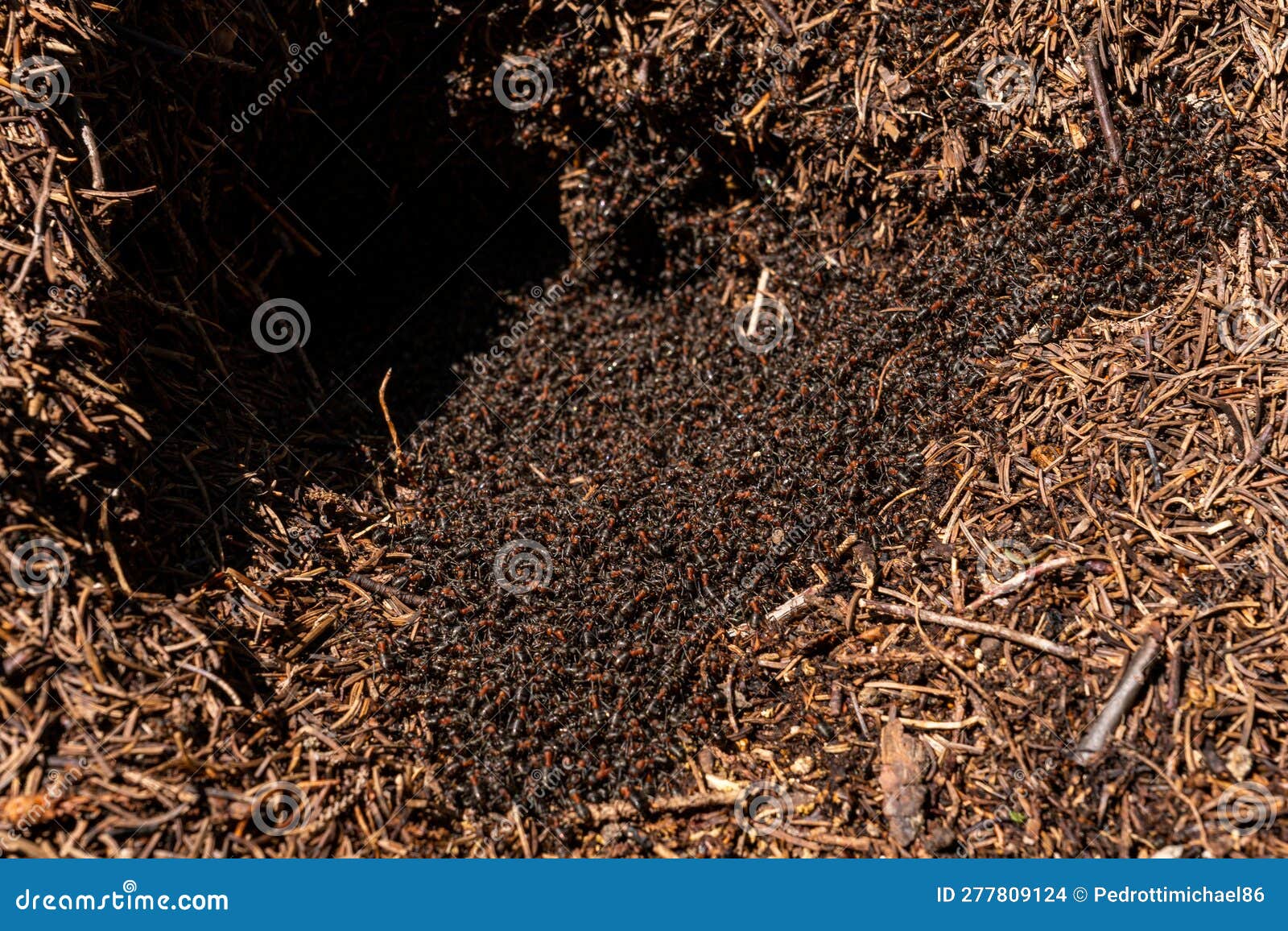 Forest Ants Building Their Nest and Forming Ant Trails Stock Photo ...