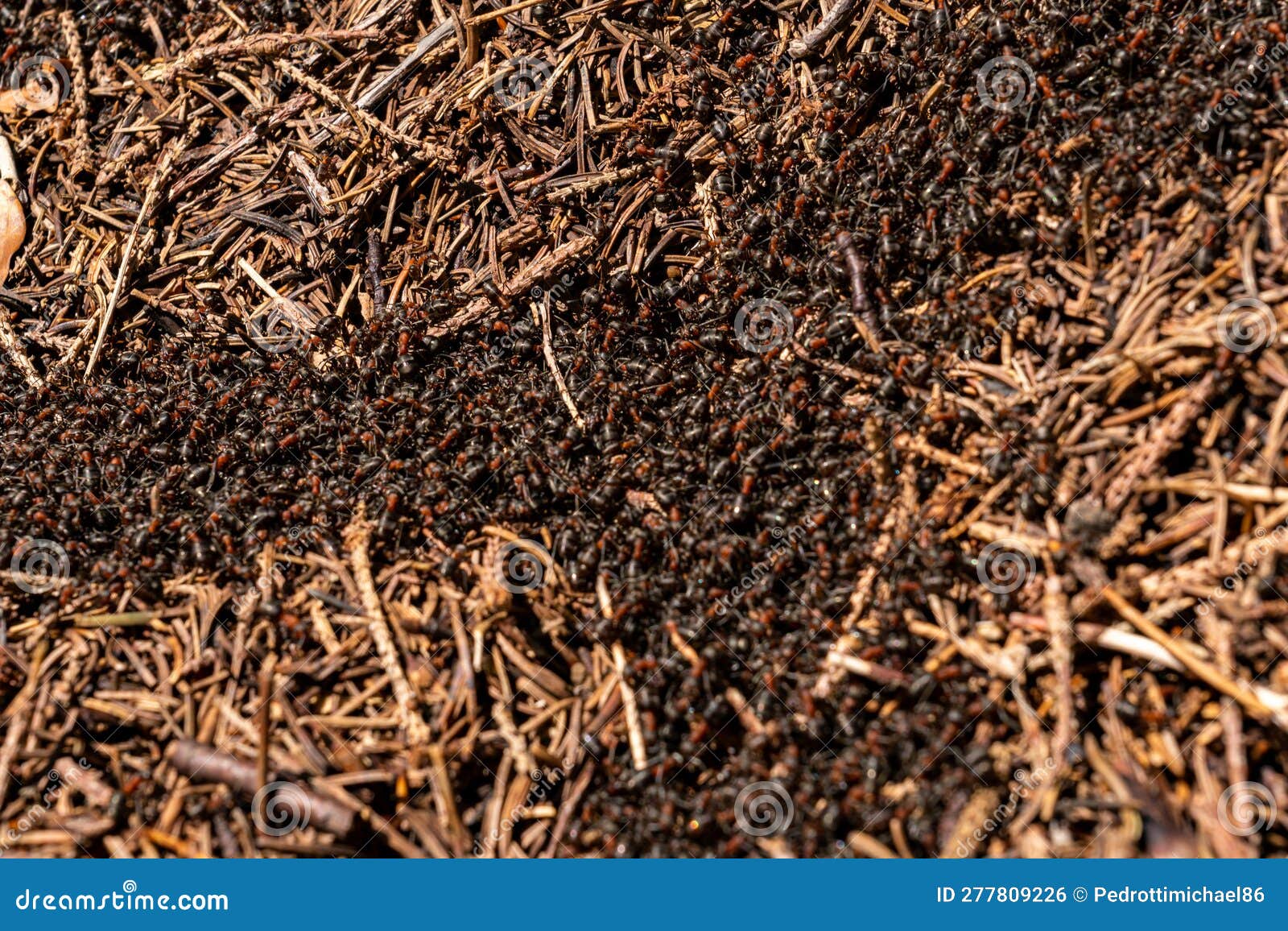 Forest Ants Building Their Nest and Forming Ant Trails Stock Photo ...