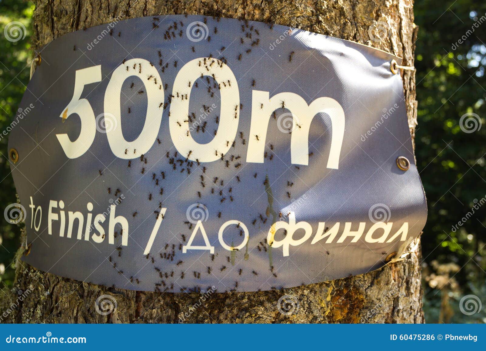 Forest Ants Crawling on a Tree Stock Photo - Image of macro, bark: 60475286