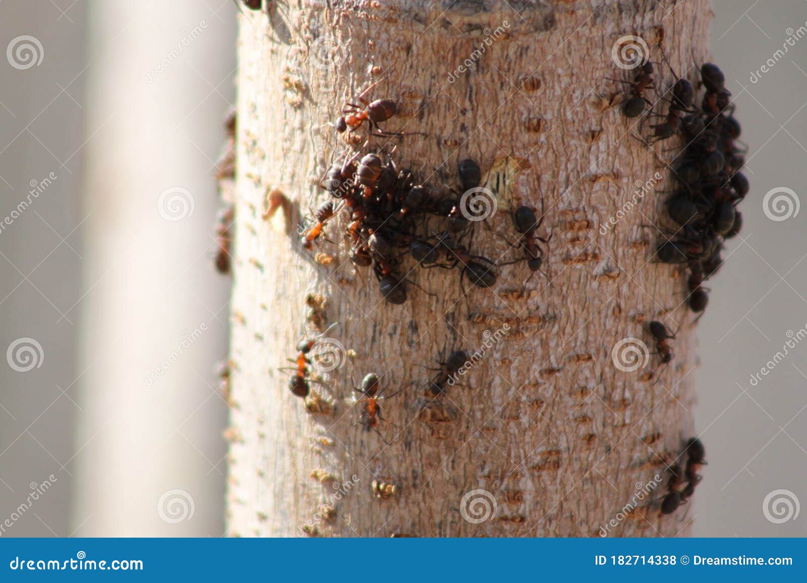 Forest Ants on a Tree Branch Stock Photo - Image of branch ...