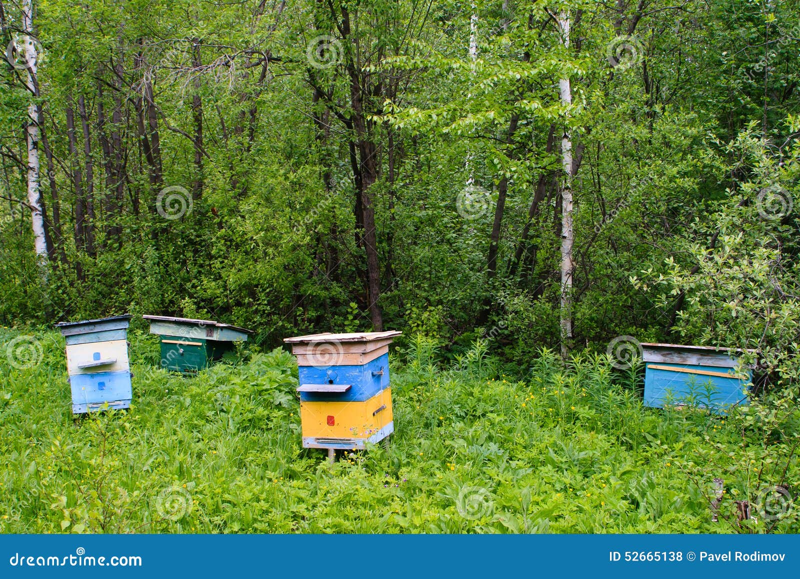 Forest apiary stock photo. Image of rural, apiary, forest - 52665138