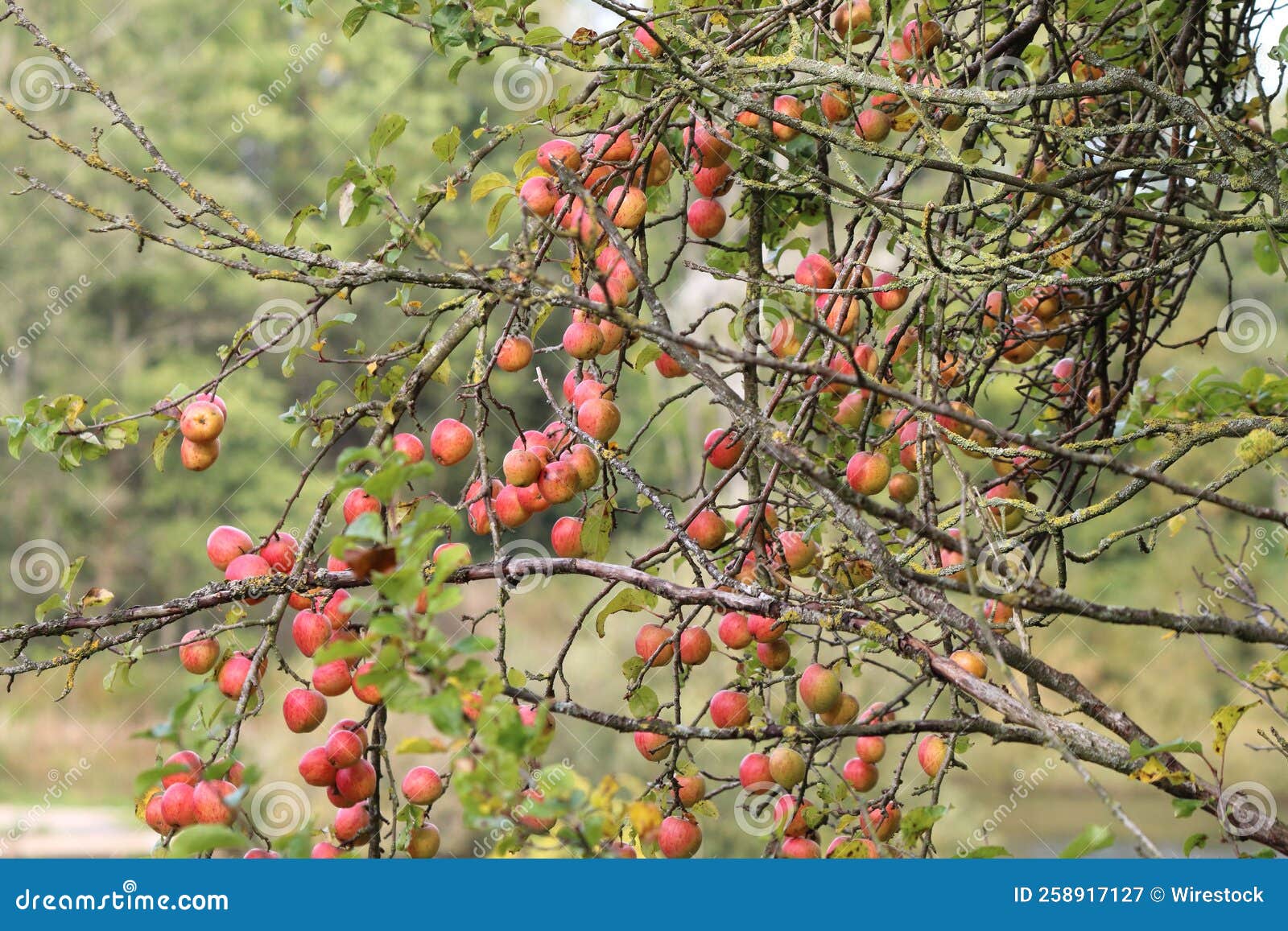 A Forest Apple Tree with a Big Number of Branches and Apples on it ...