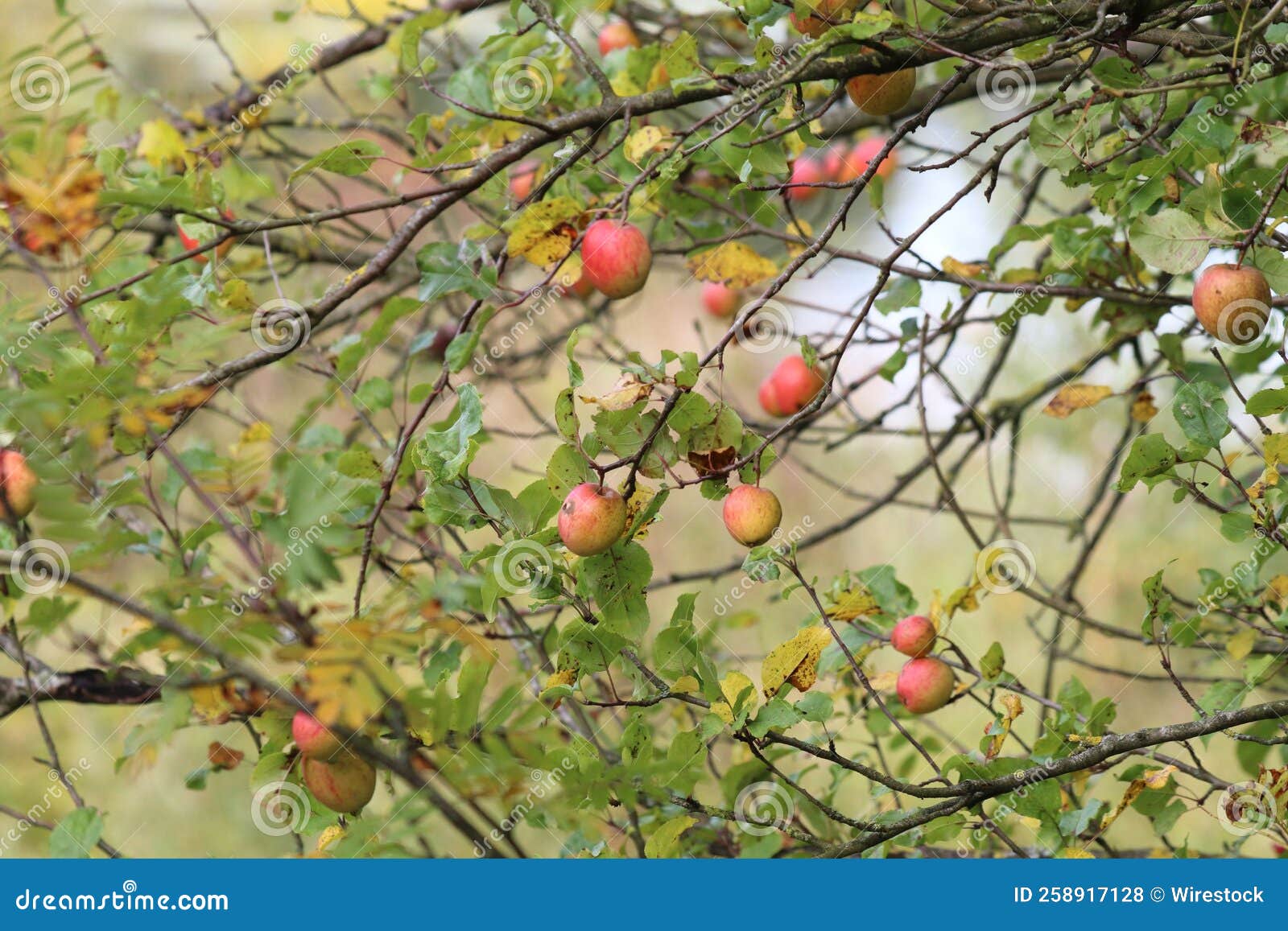 A Forest Apple Tree with a Big Number of Branches and Apples on it ...