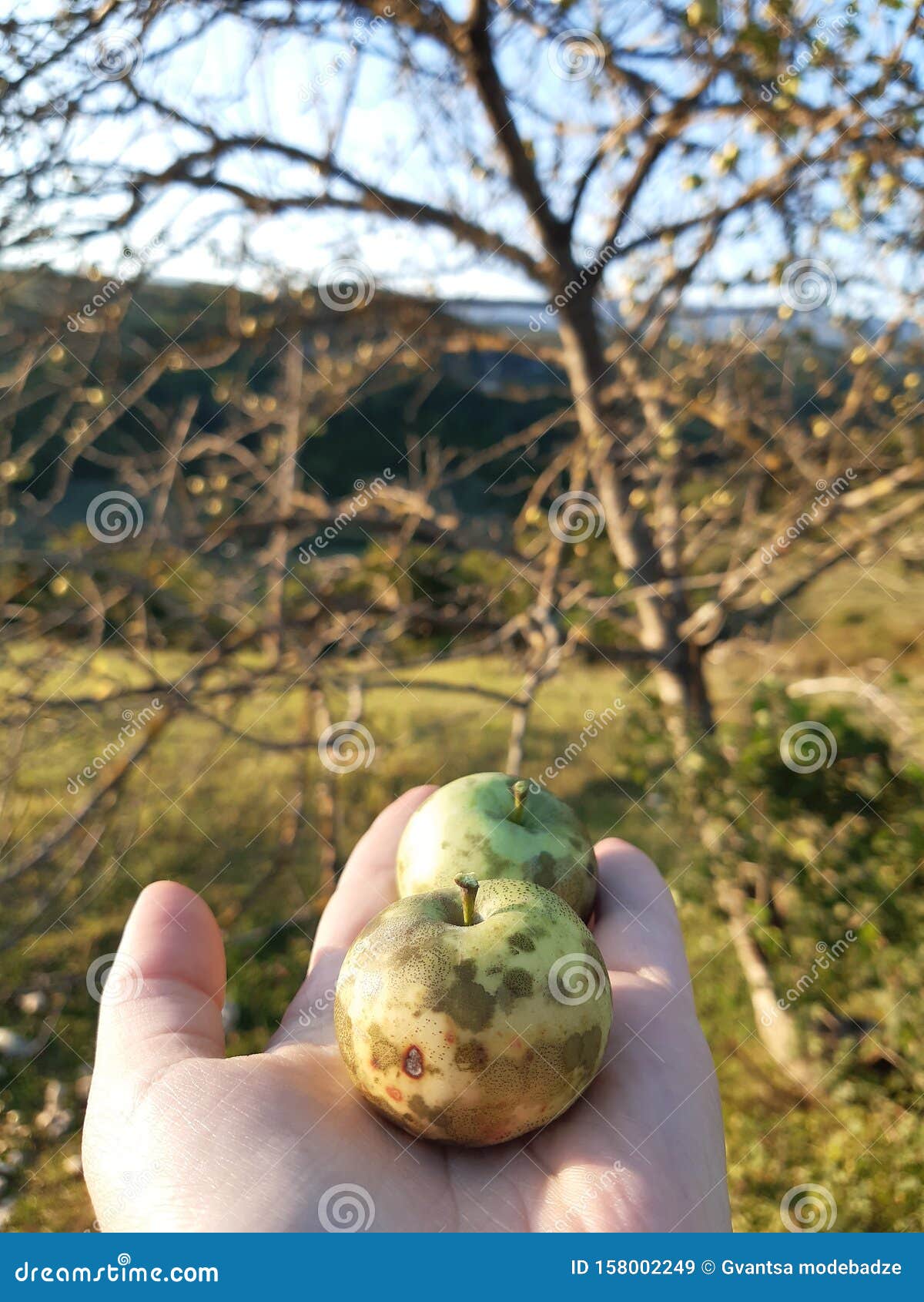 Forest apples stock image. Image of fruits, apples, nature - 158002249