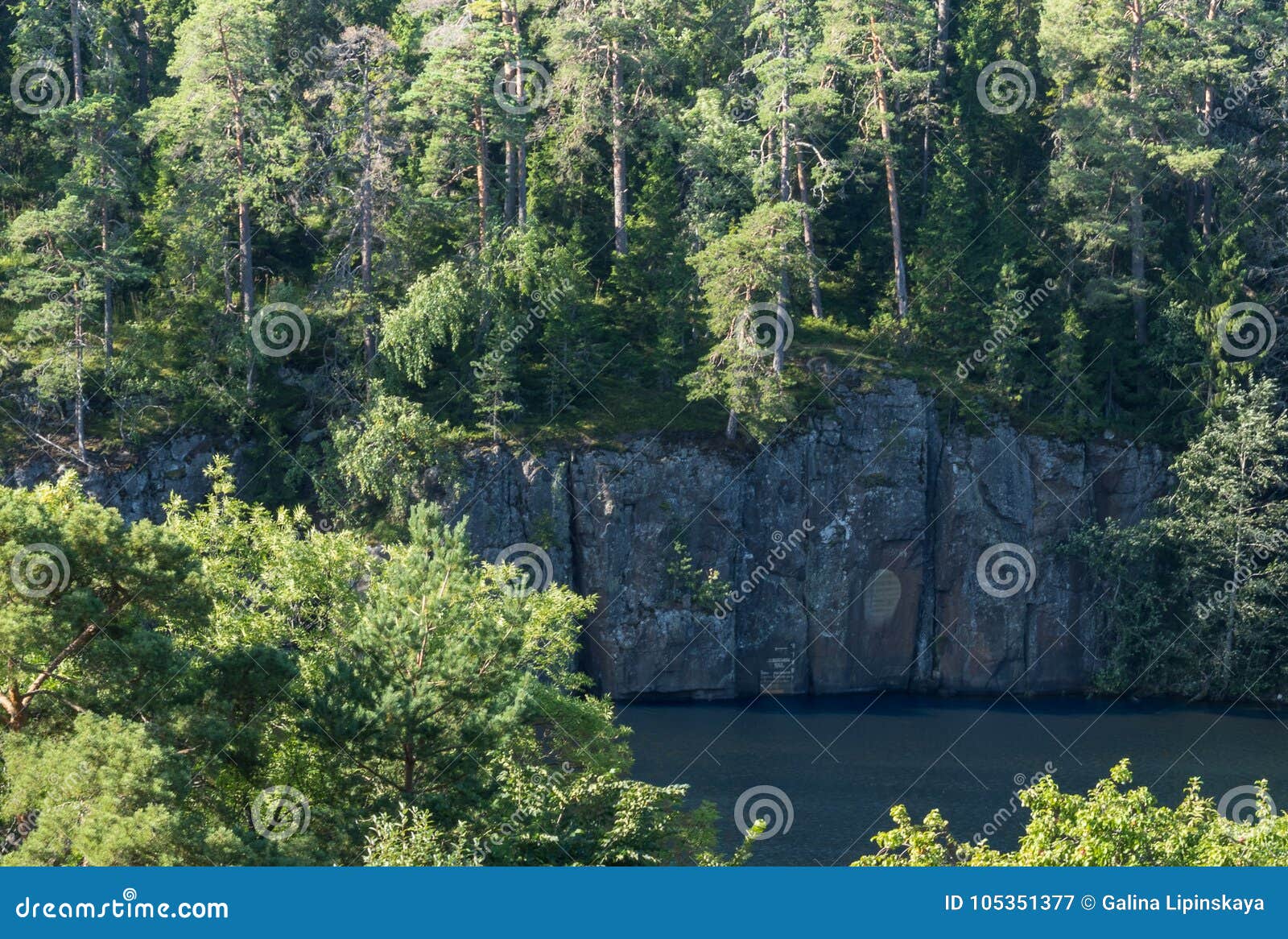 Firs Growing on a Rock and Approaching a Cliff. Stock Image - Image of ...
