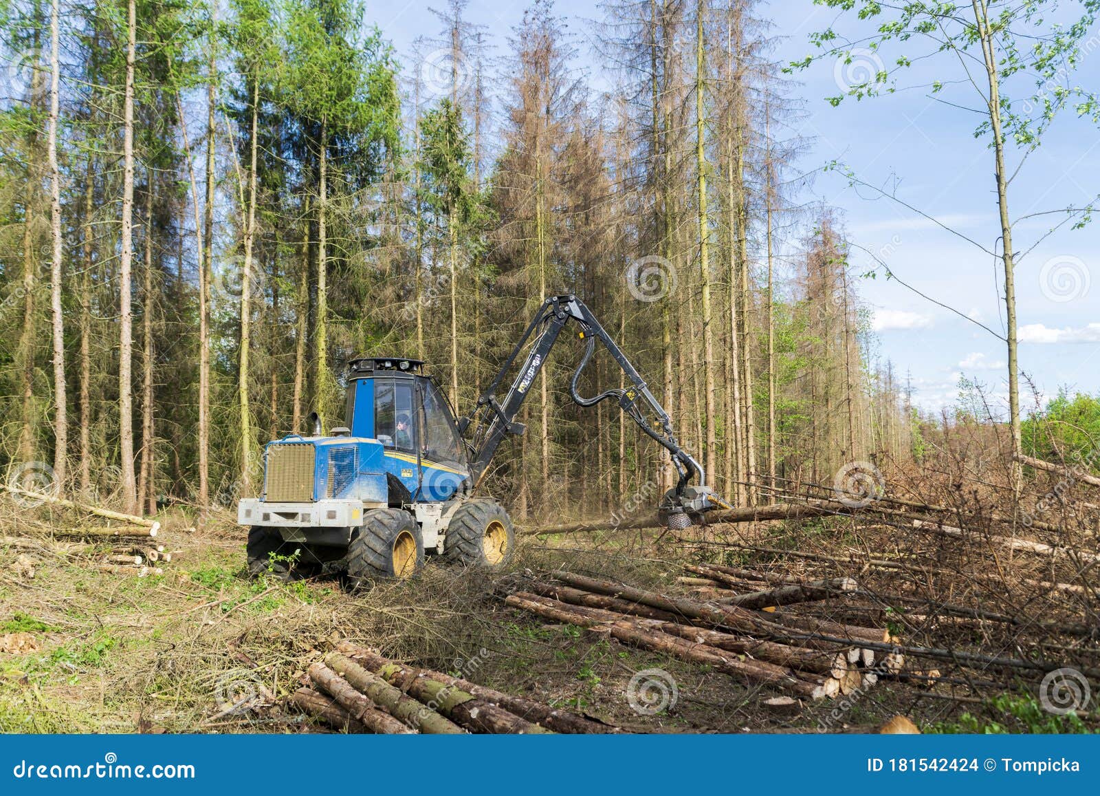 Forest Area Cleared after Bark Beetle Infestation and Drought Editorial ...
