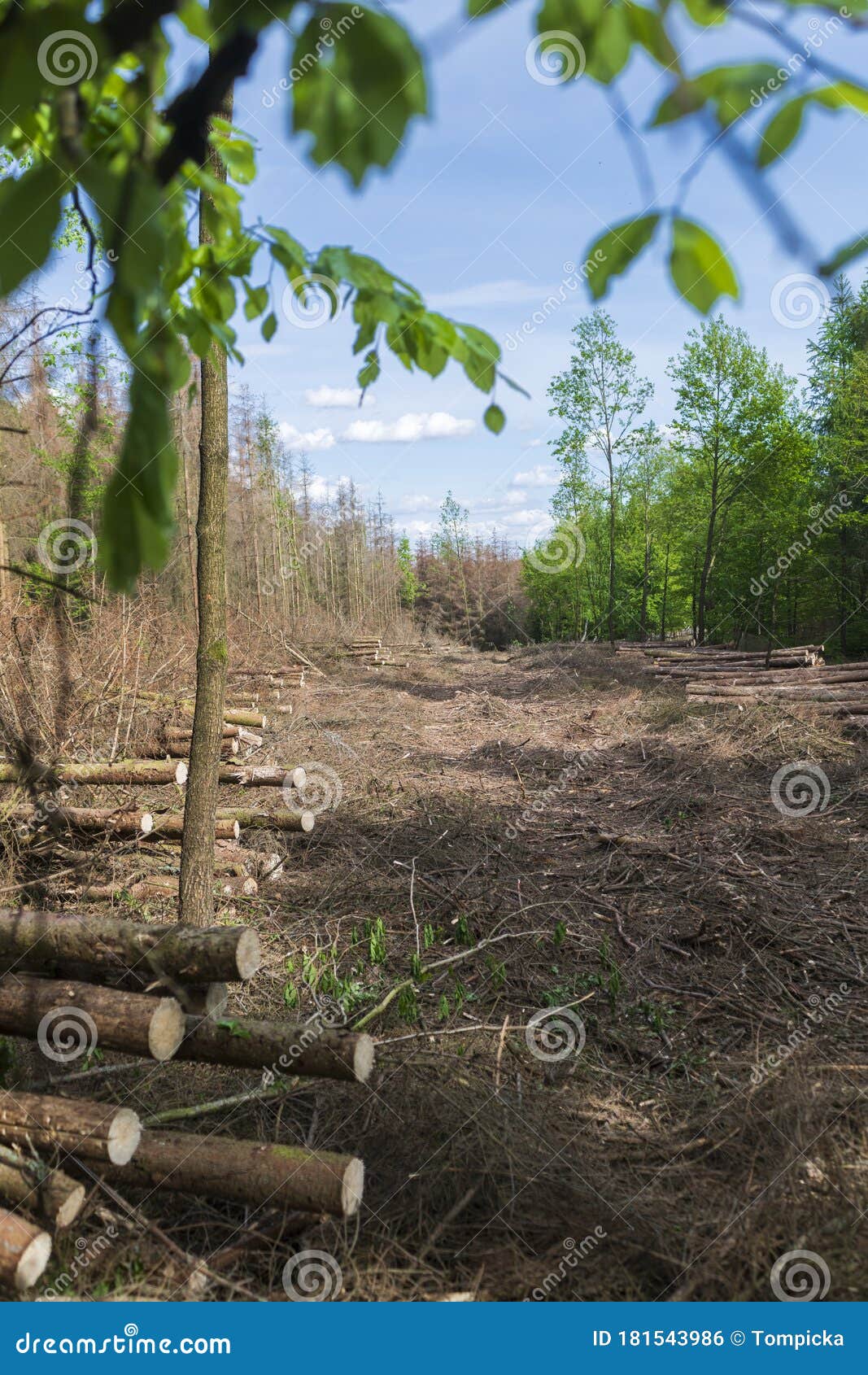 Forest Area Cleared after Bark Beetle Infestation and Drought Stock ...